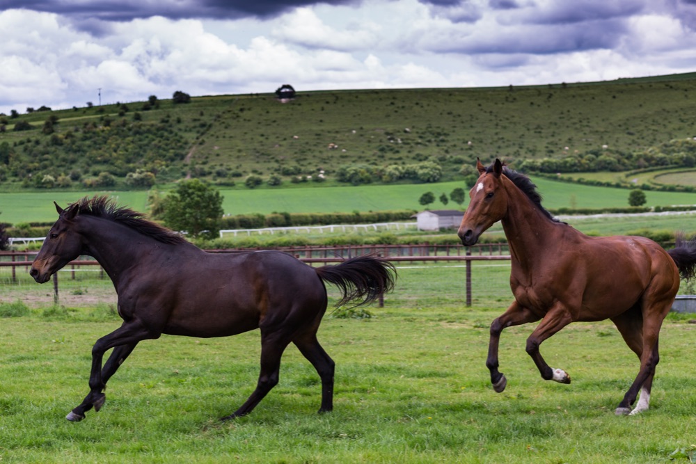 Racehorses Home Racehorses Home